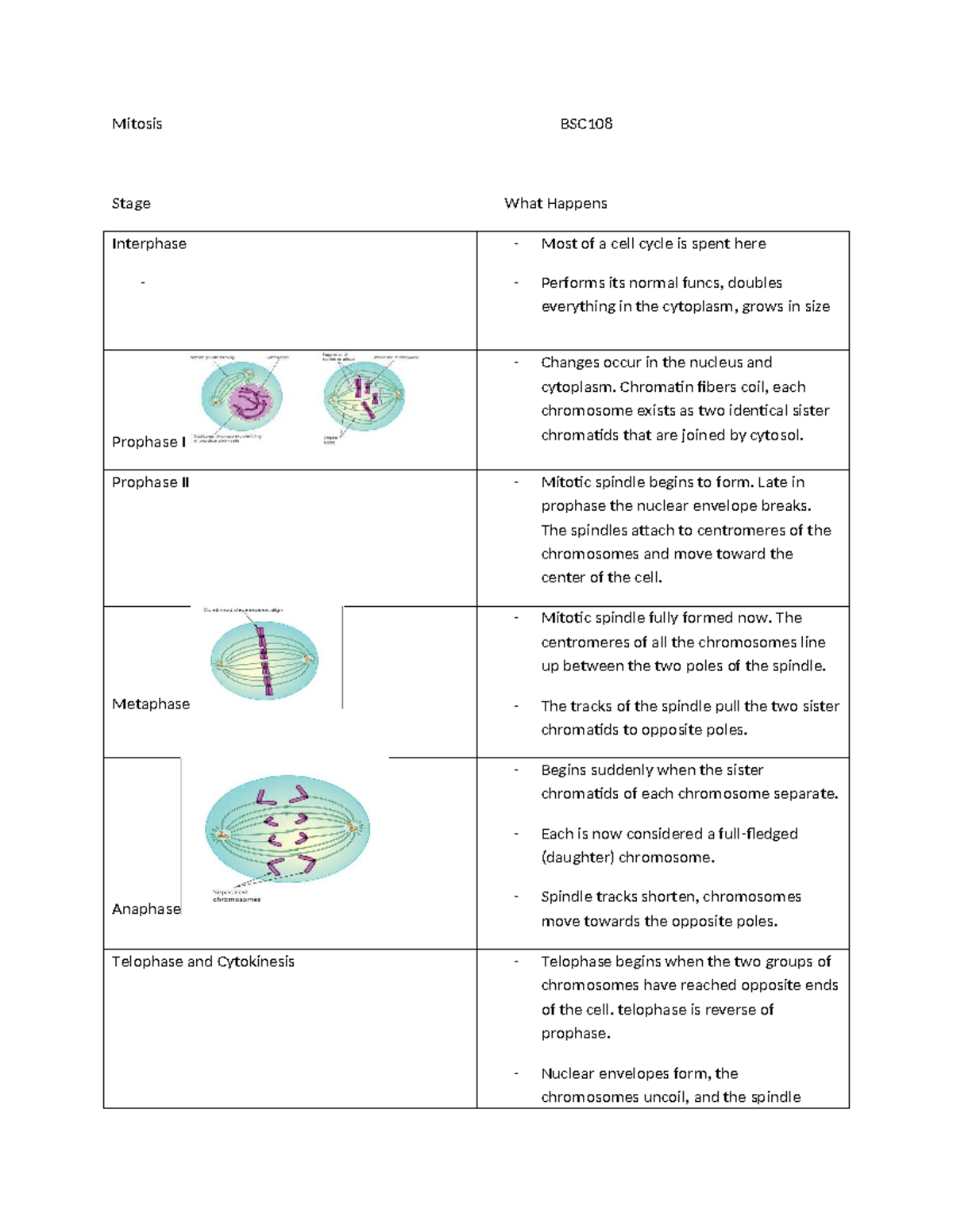 Mitosis Overview BSC108: Stages, Processes, and Key Events - Studocu