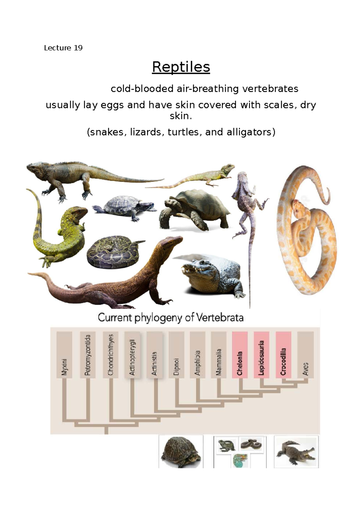 Lecture 19: Reptiles and their adaptations for terrestrial life - Studocu