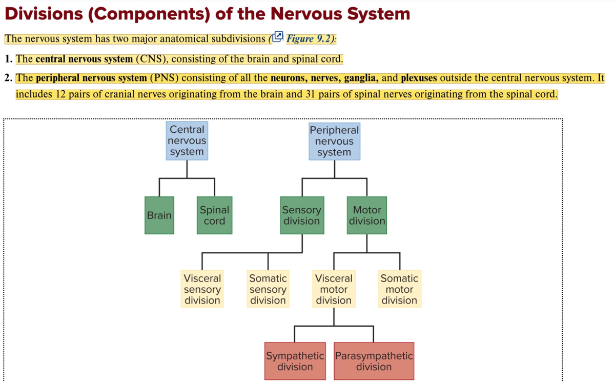 Chapter 9 Med Term: Nervous System Components & Definitions - Studocu