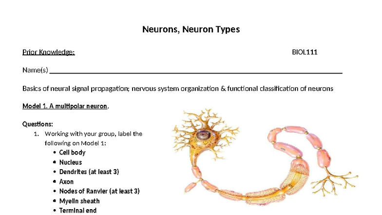 Neuron Types: Structure & Function Analysis (Course Code: F) - Studocu