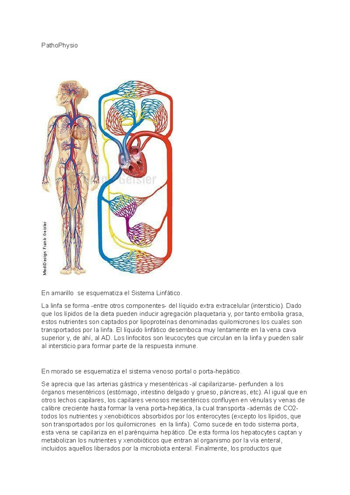 Patho-Physio-2 - PathoPhysio En amarillo se esquematiza el Sistema ...