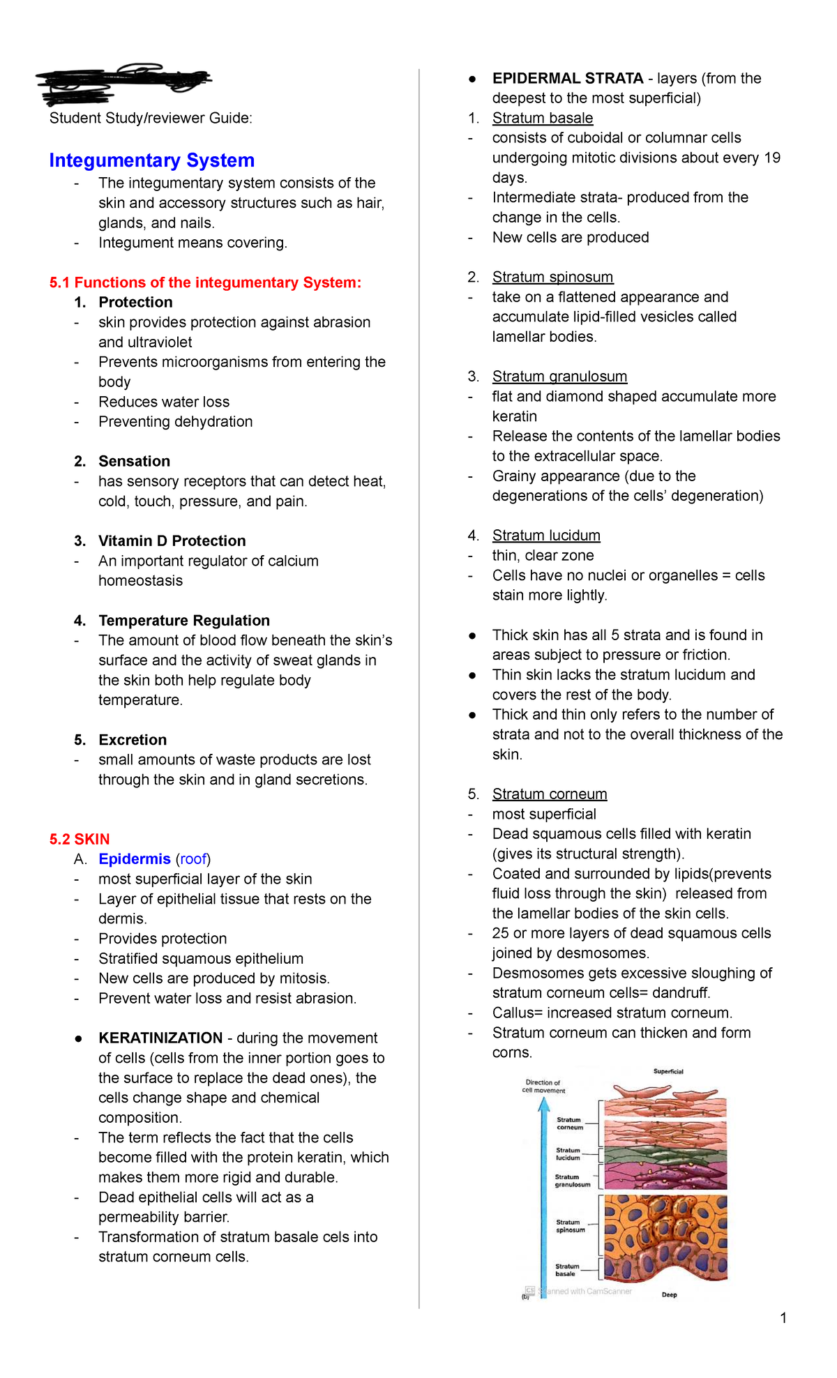 BSN 1C Final Exam Study Guide: Integumentary System Overview - Studocu
