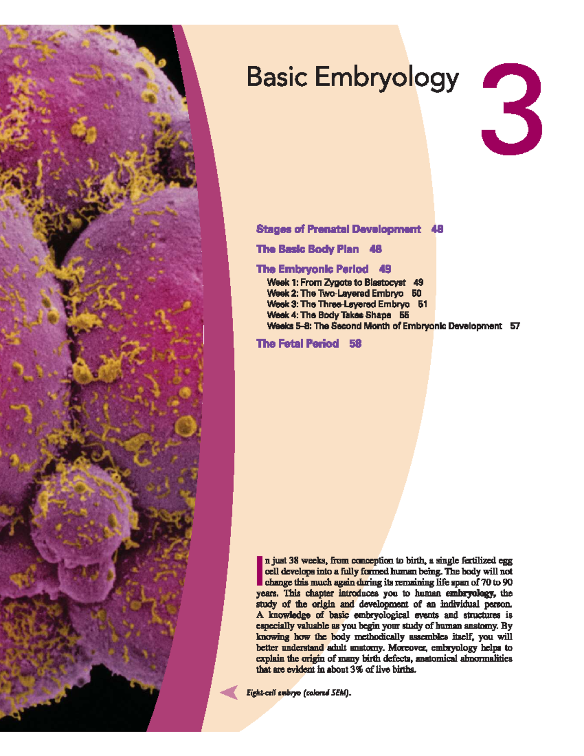 Embryology Notes - Human Anatomy (Course Code: ANAT 101) - Studocu