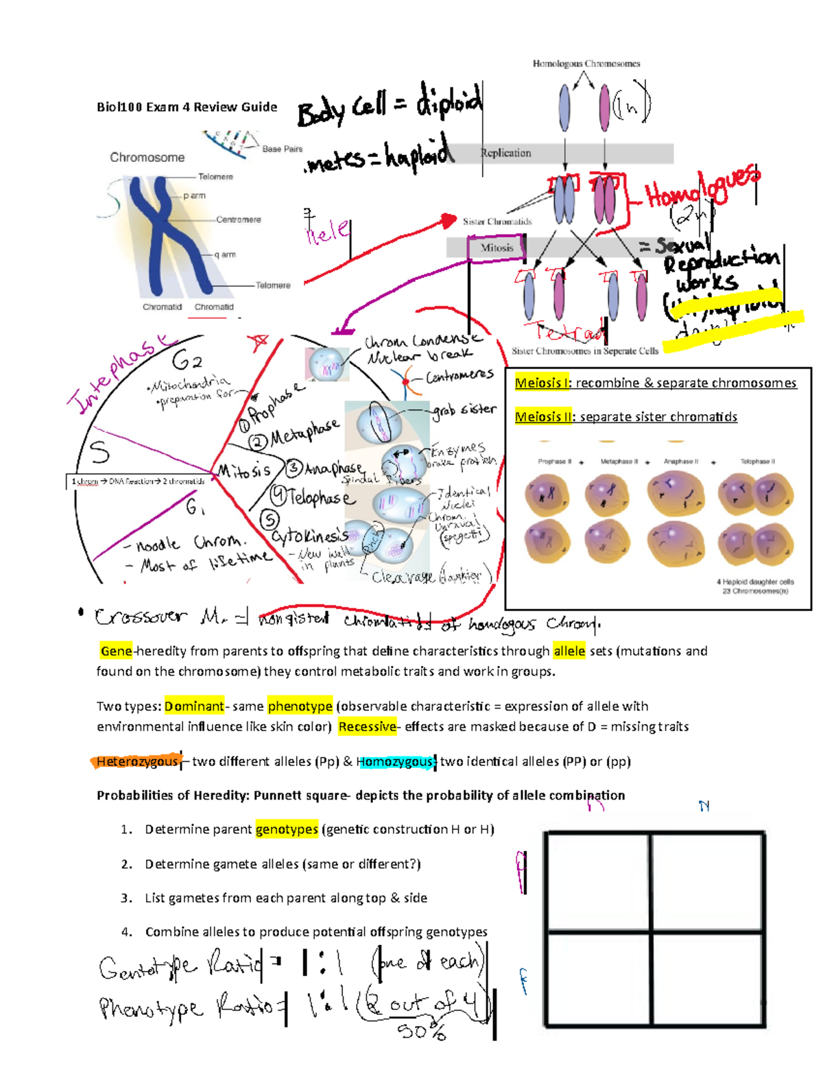 Biol100 Exam 4 Study Guide: Meiosis, Genetics, and Viral Infections ...