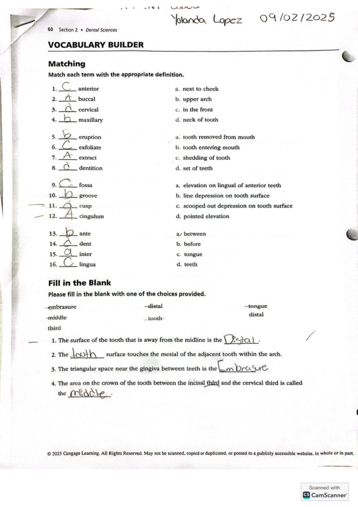Dental Sciences Vocabulary Builder & Review (60 Section 2) - Studocu