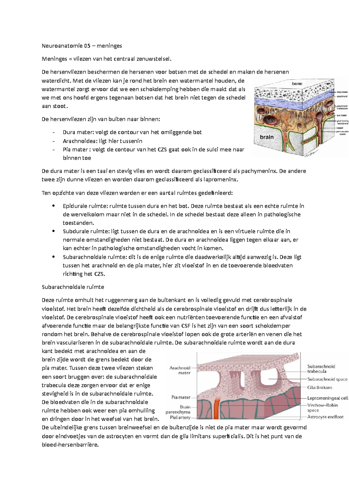 Neuroanatomie 05 - Meninges en Subarachnoidale Ruimte - Studeersnel