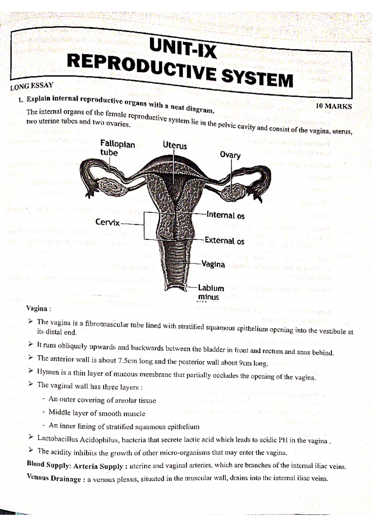 Reproductive System Anatomy Overview for Biology 101 - Studocu