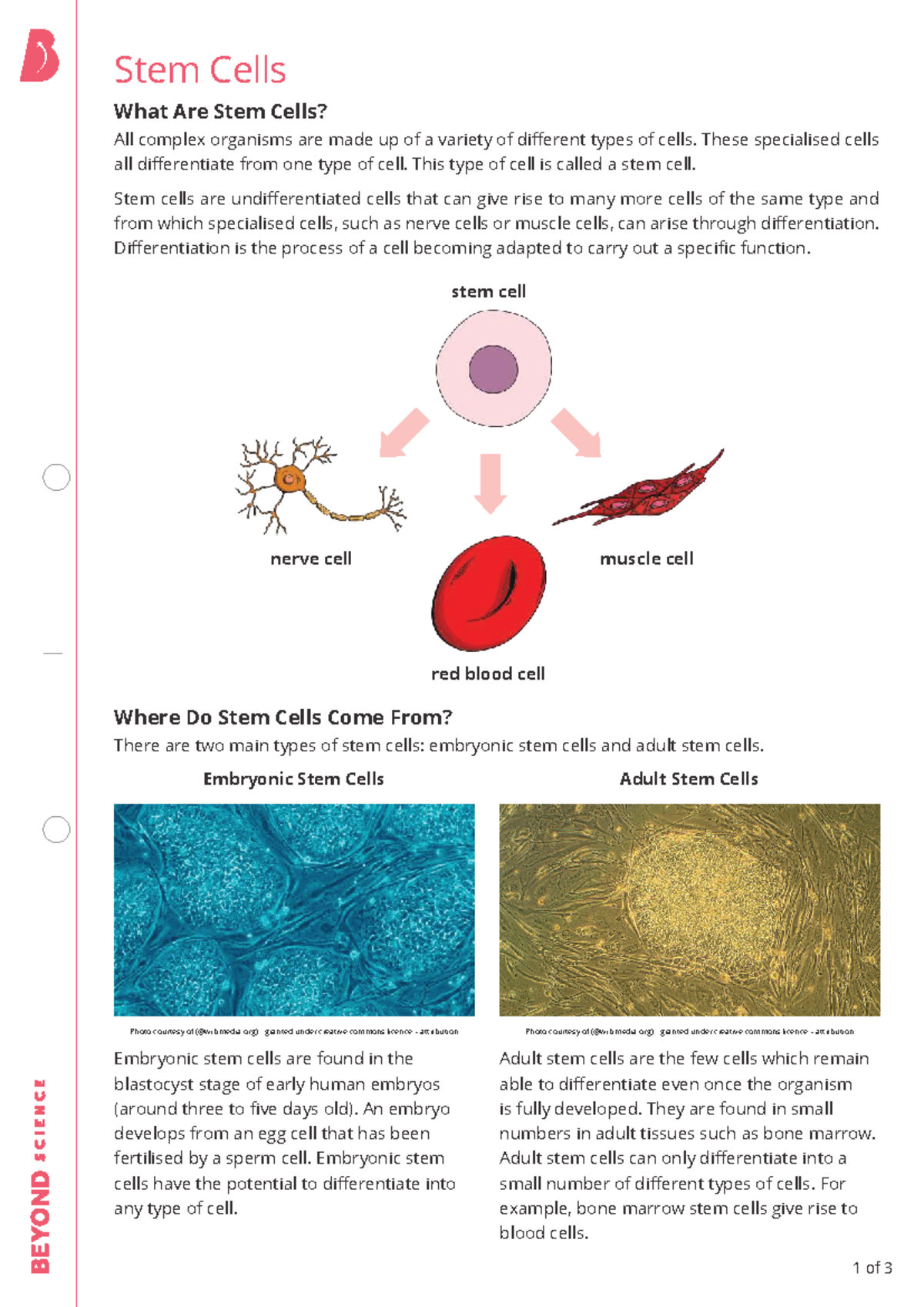 Stem Cells: Understanding Their Types, Uses, and Ethical Issues - Studocu