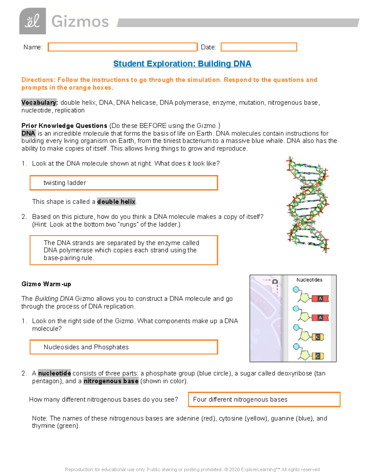 Exploration of DNA Structure and Replication Simulation - Studocu