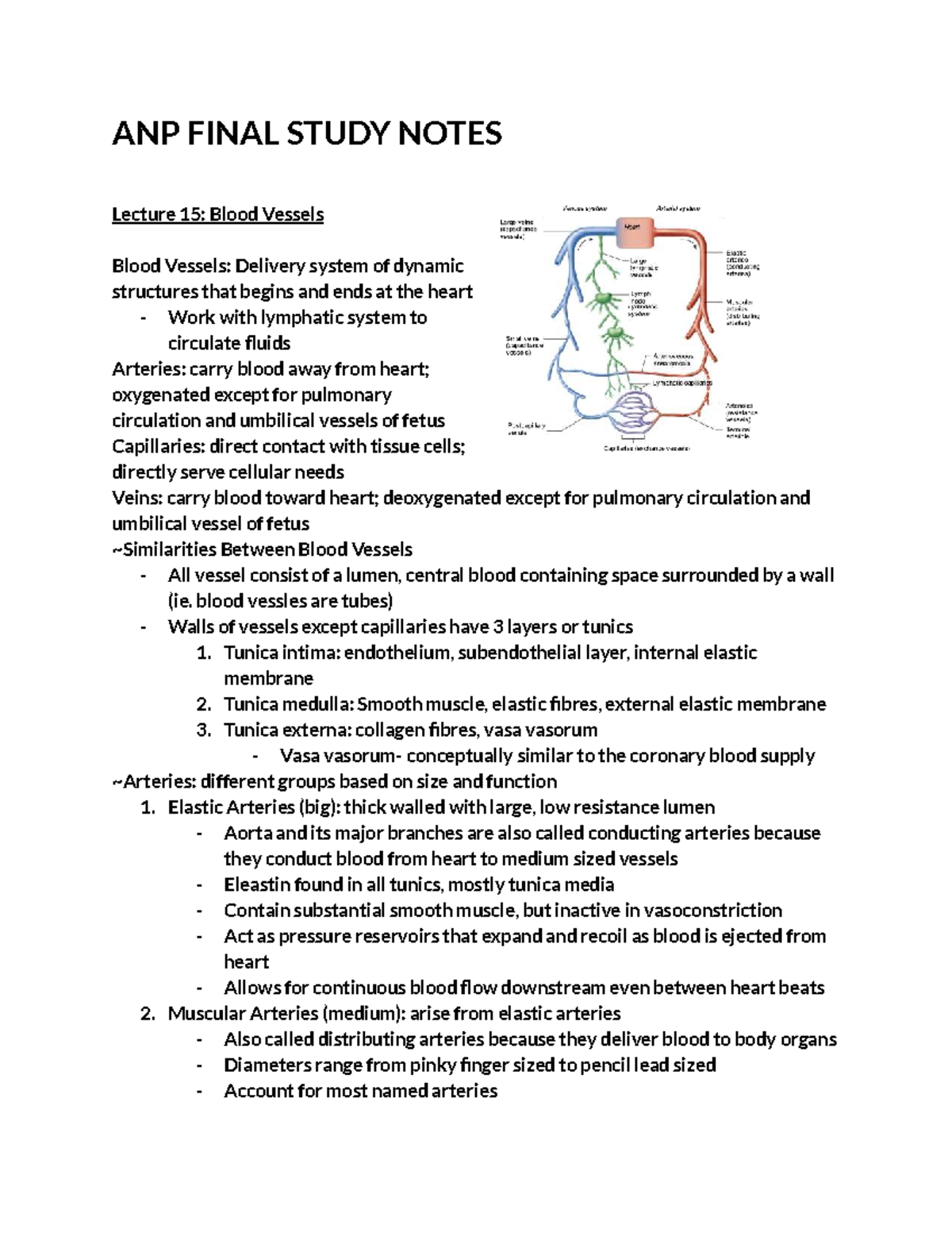 ANP Final Study Notes: Blood Vessels and Circulatory System Overview ...