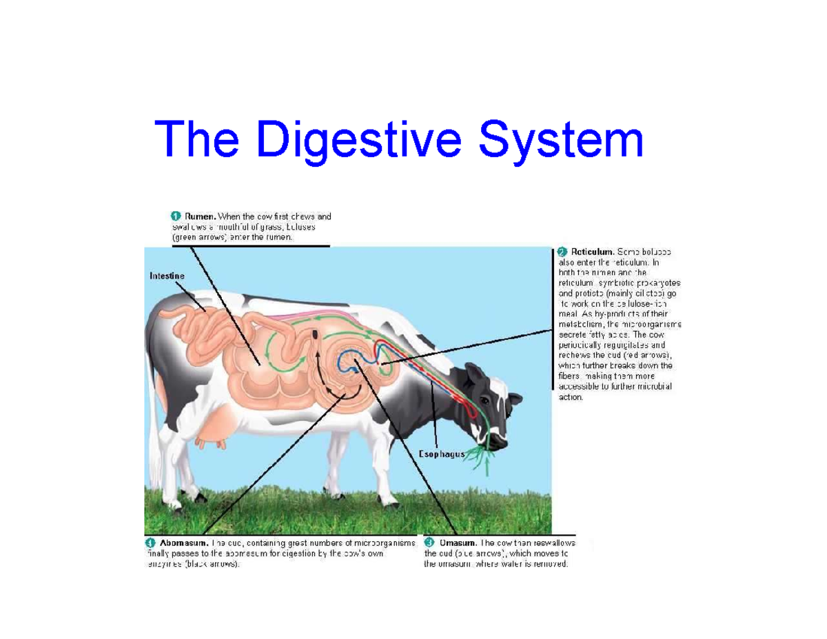 Digestive System Overview: Functions and Mechanisms - BIOL 101 - Studocu