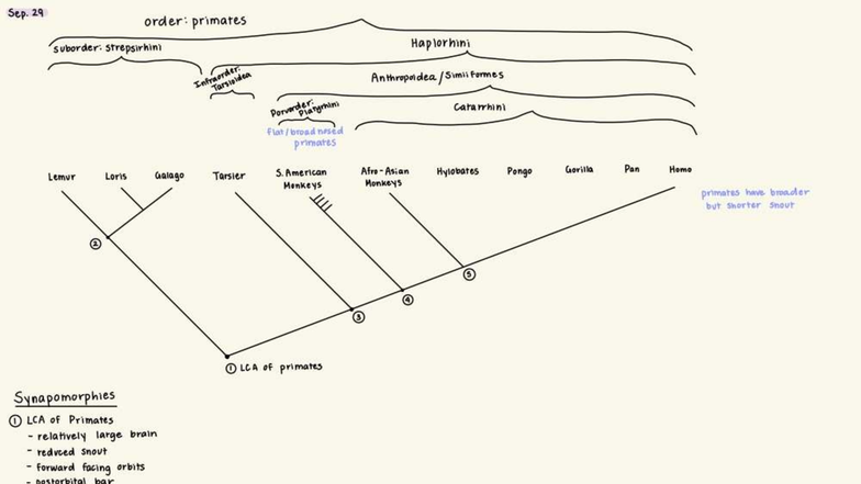 Synapomorphy Notes for Primates: Strepsirhini & Haplorhini - Studocu