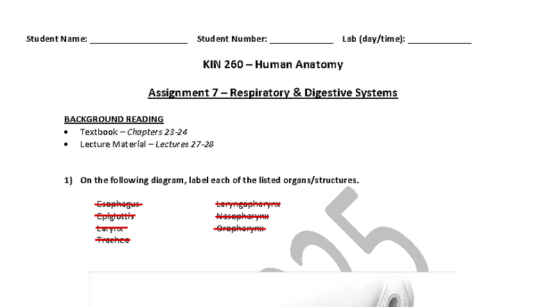 Lab KIN 260 - Assignment 7: Respiratory & Digestive Systems - Studocu