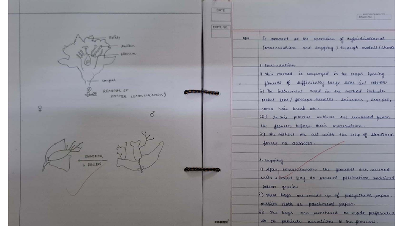 Emasculation and Bagging Techniques in Hybridization - Studocu
