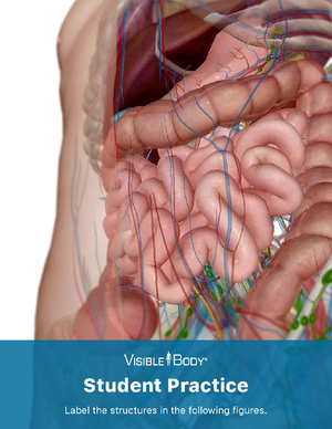 Lab manual urinary atlas - PRE-LAB EXERCISES Open Visible Body Suite ...