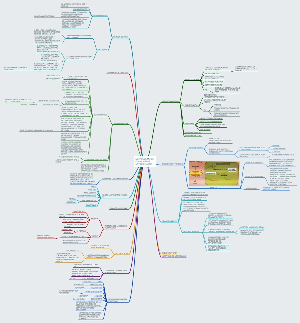 Acidos nucleicos - Ácidos nucleicos H T T P S : / / W W W. G E N O M E ...