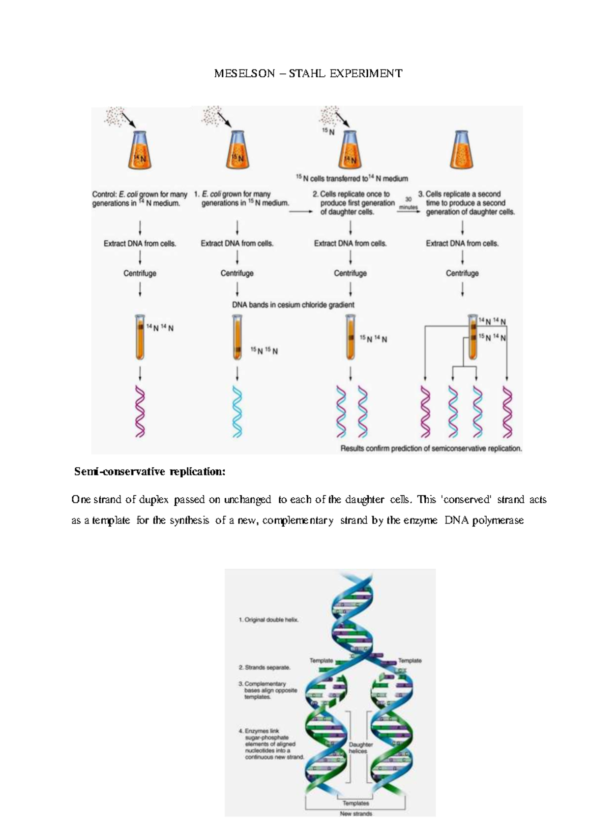 Molecular Biology-10 - MESELSON – STAHL EXPERIMENT Semi-conservative ...