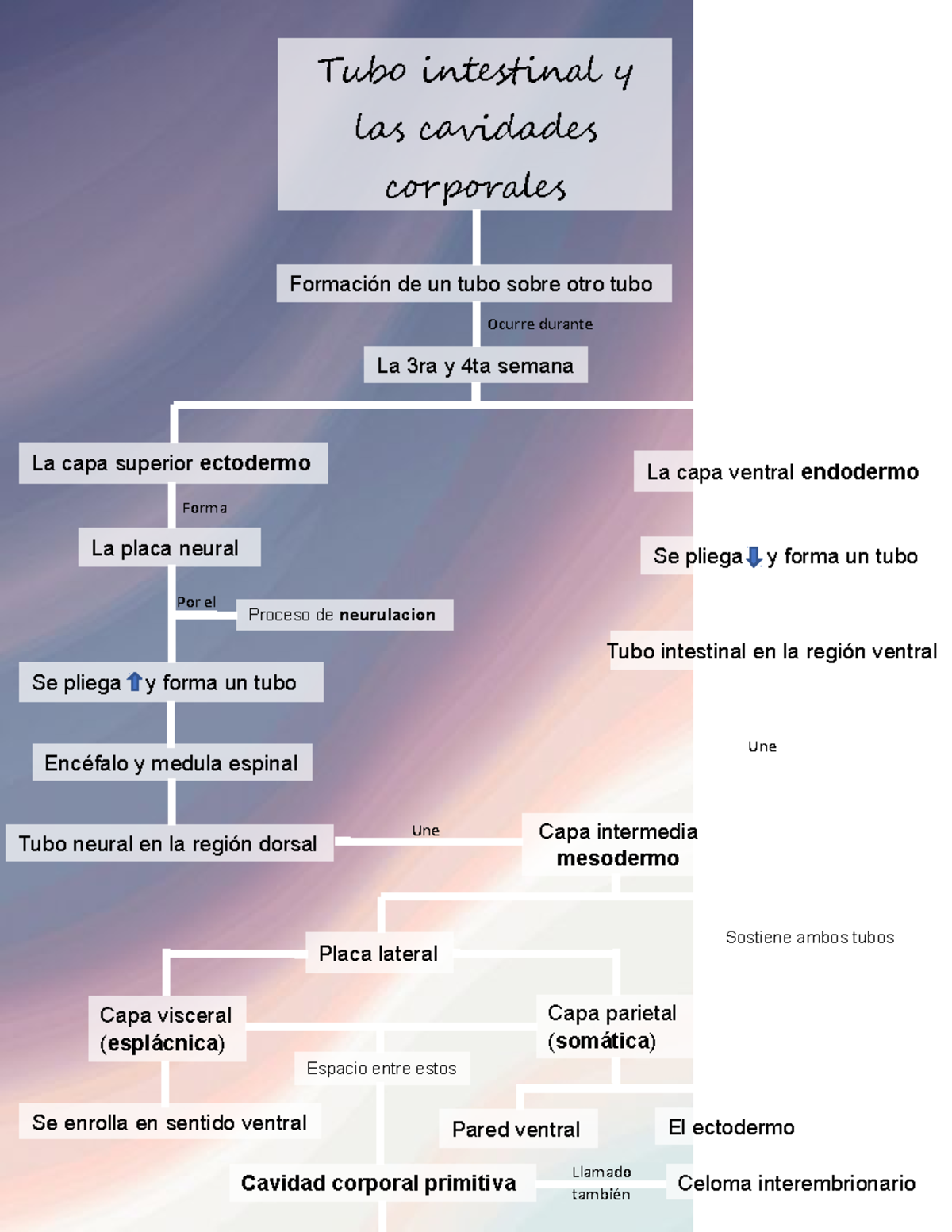 Embriologia del tubo intestinal y cavidades corporales-Mapa conceptual ...