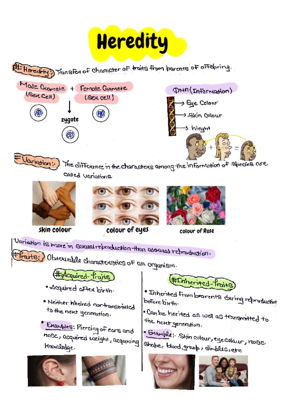 Heredity and Variation: Key Concepts and Mendel's Laws - Studocu