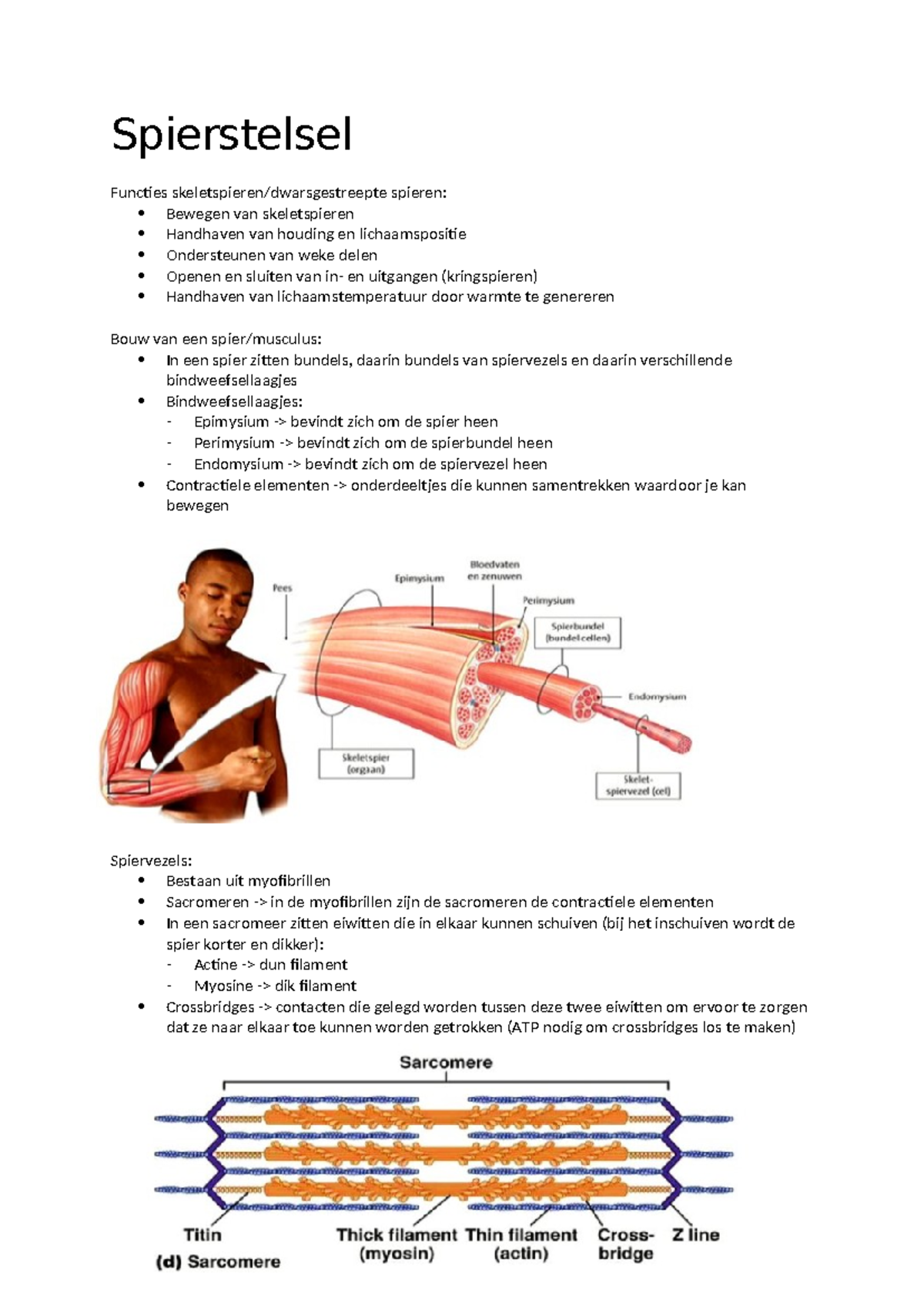 Spierstelsel en Functies van Skeletspieren: Onderzoek en Toepassing ...