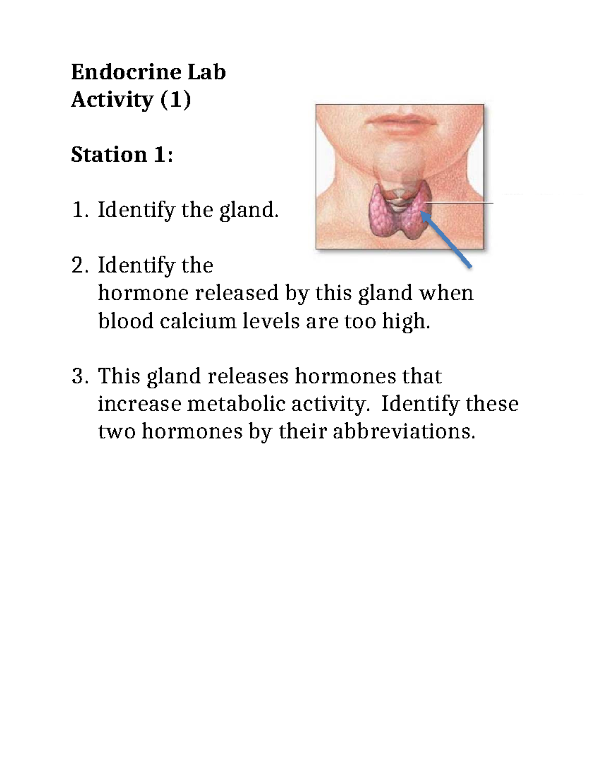 Endocrine System Review Activity (1): Lab Stations Overview - Studocu