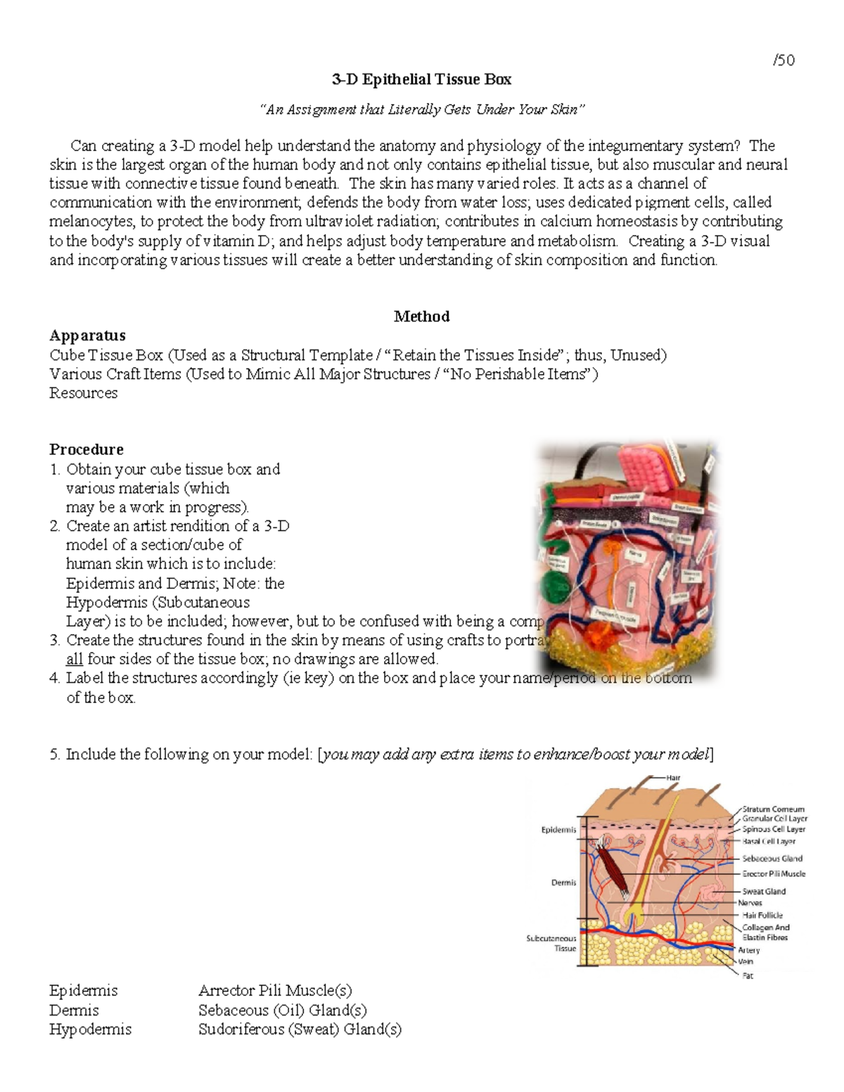 3-D Epithelial Tissue Box Project: Understanding Skin Anatomy ...
