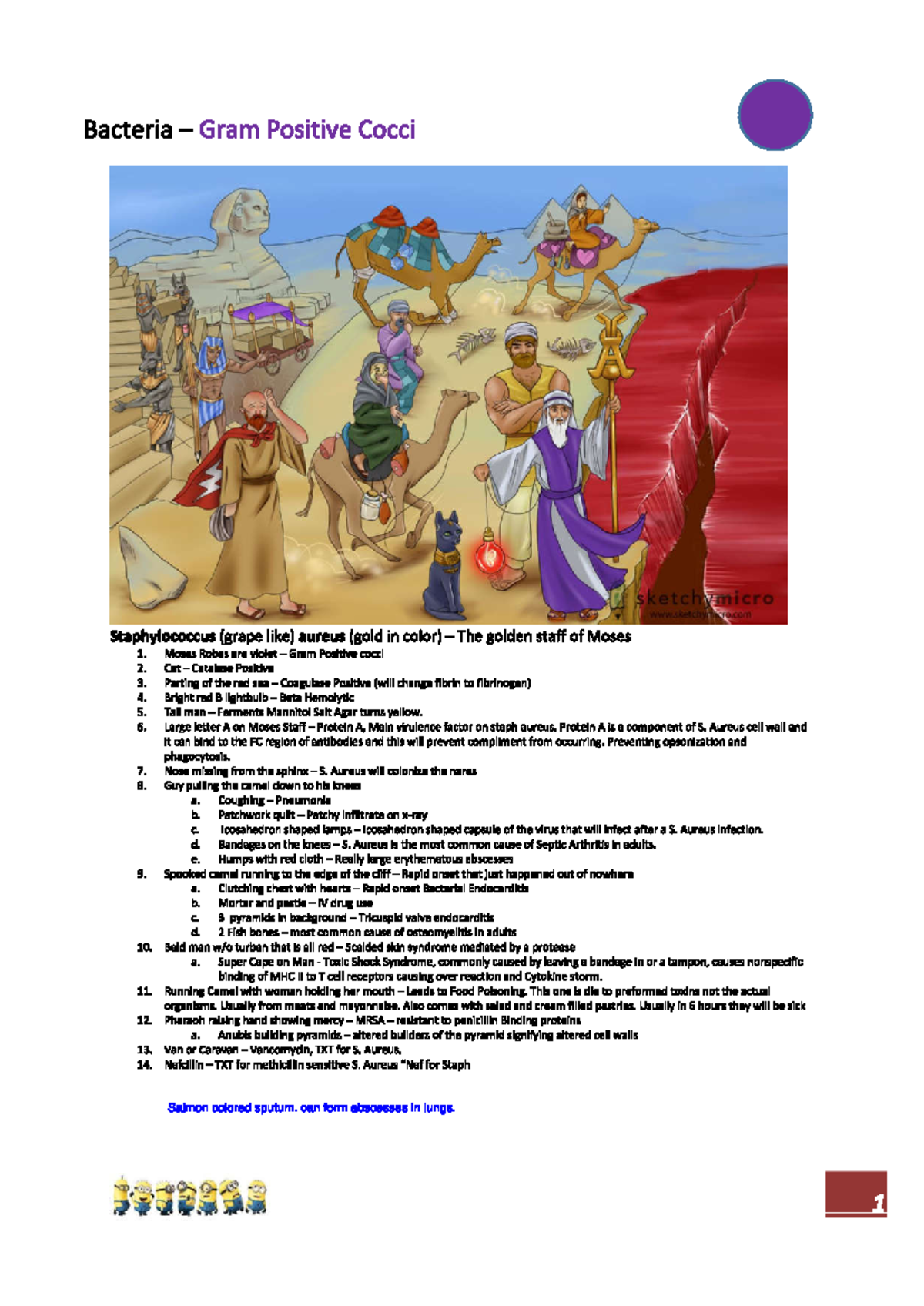 Sketchy Micro - Bacteria Gram Positive Cocci ketchymicro Staphylococcus ...