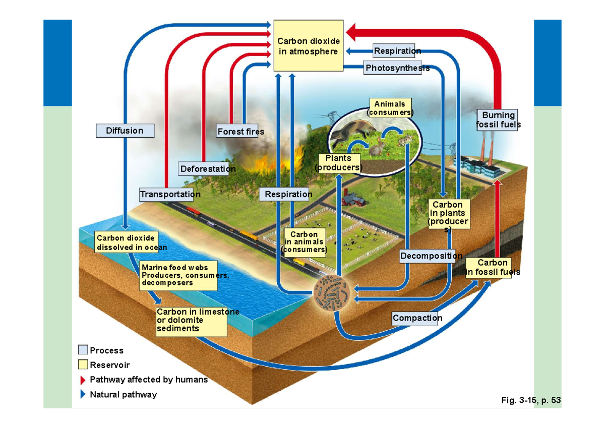 Biodiversity and Carbon Cycle: Impacts and Solutions (BIO 101) - Studocu