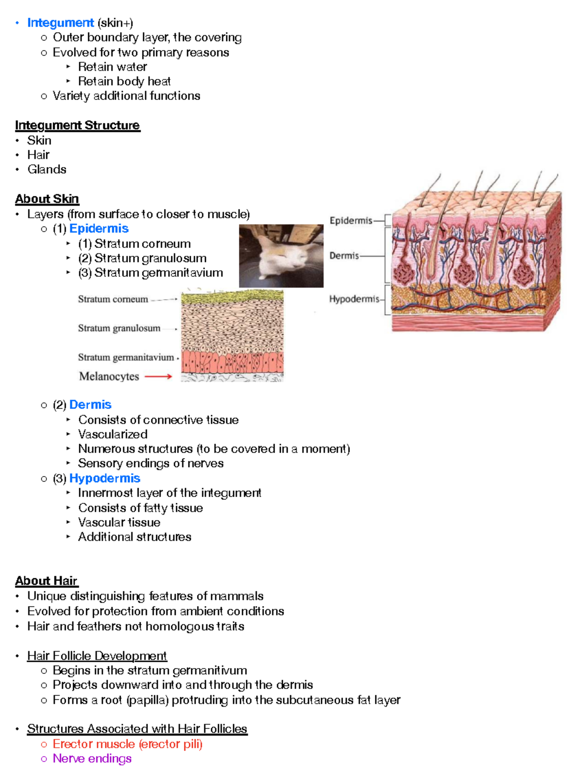 Integumentary System: Structure & Functions Overview (Course Code ...