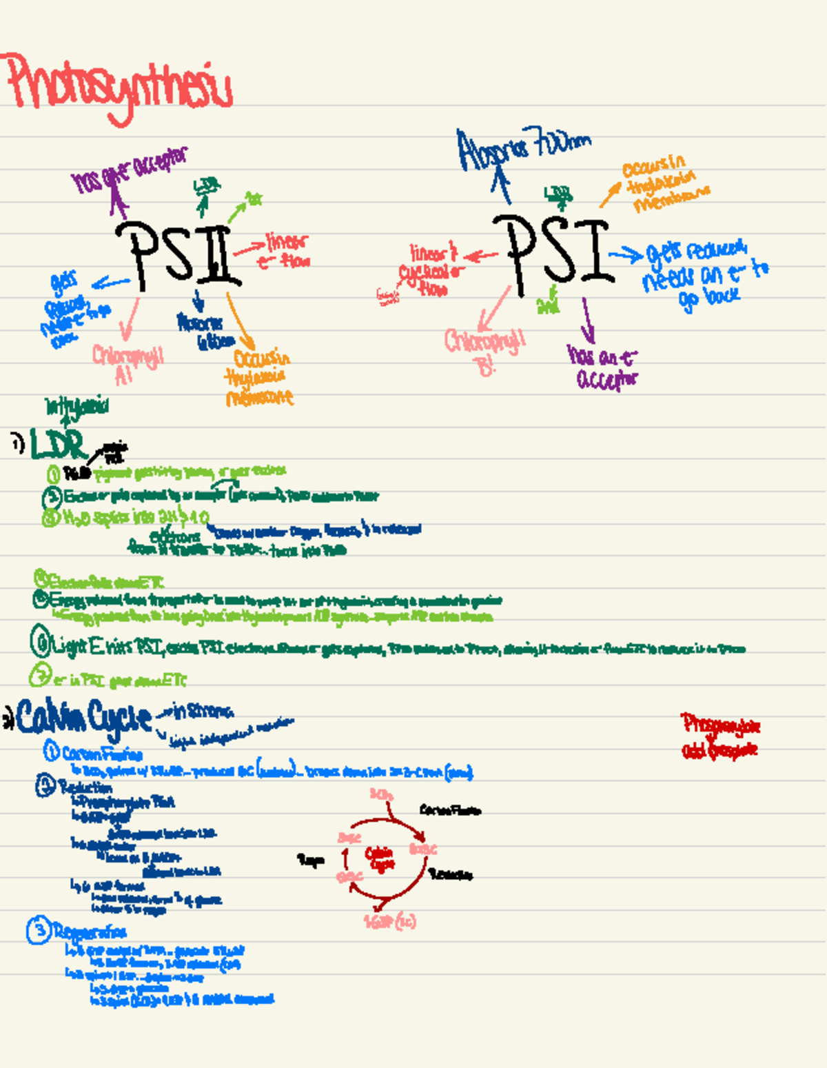 Bio Organizers - Photosynthesis Overview for Exam Preparation - Studocu