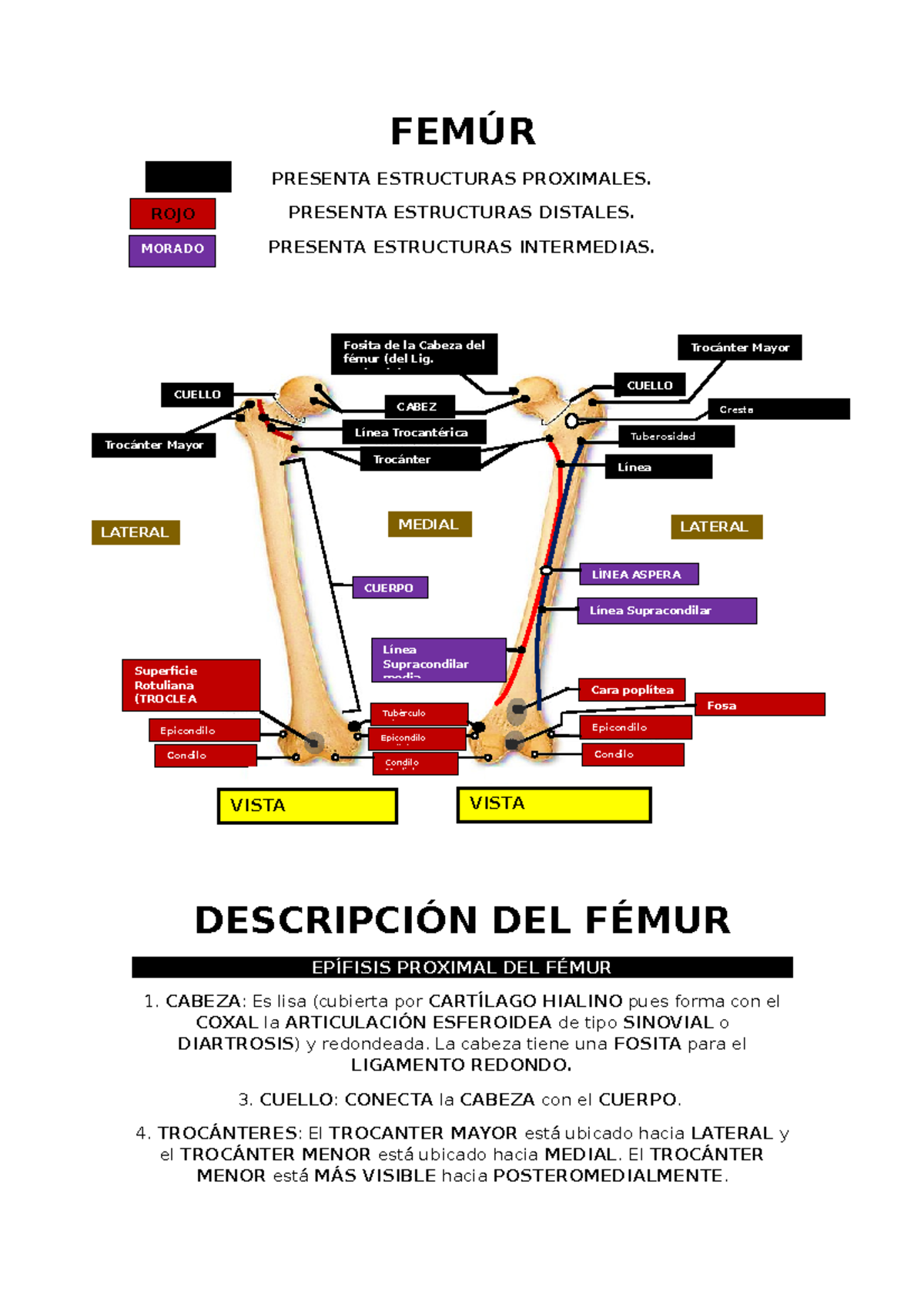 Femúr - Resumen del femur bien detallado - FEMÚR PRESENTA ESTRUCTURAS ...