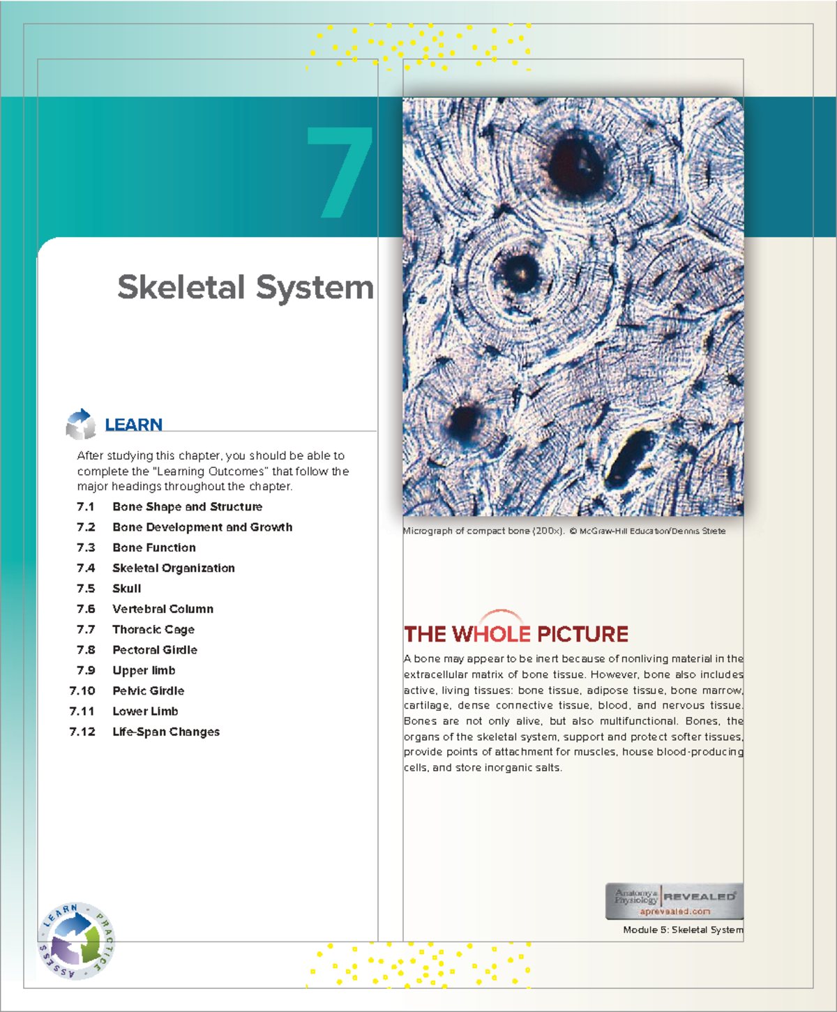 Skeletal System Overview and Concepts - CH07 Exam Review - Studocu