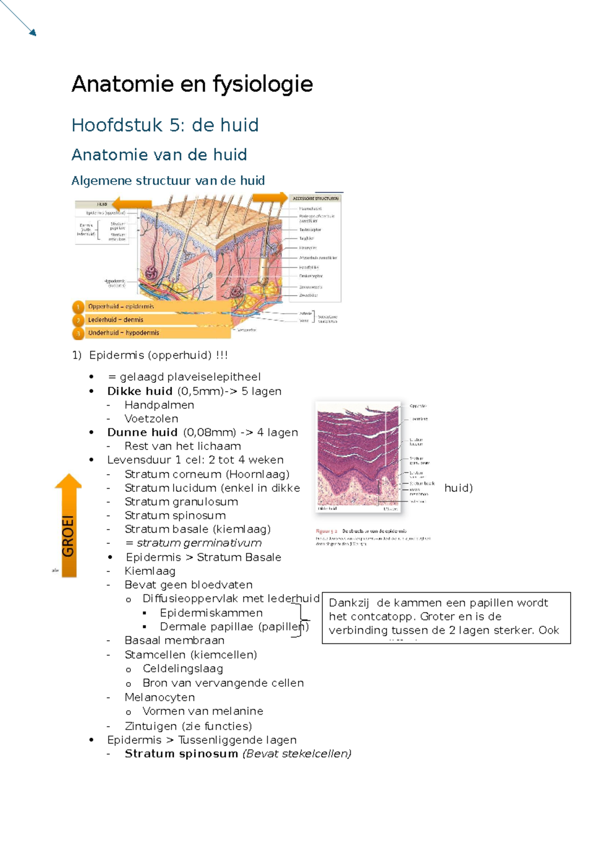 Anatomie en Fysiologie Hoofdstuk 5: De Huid en Structuur - Studocu
