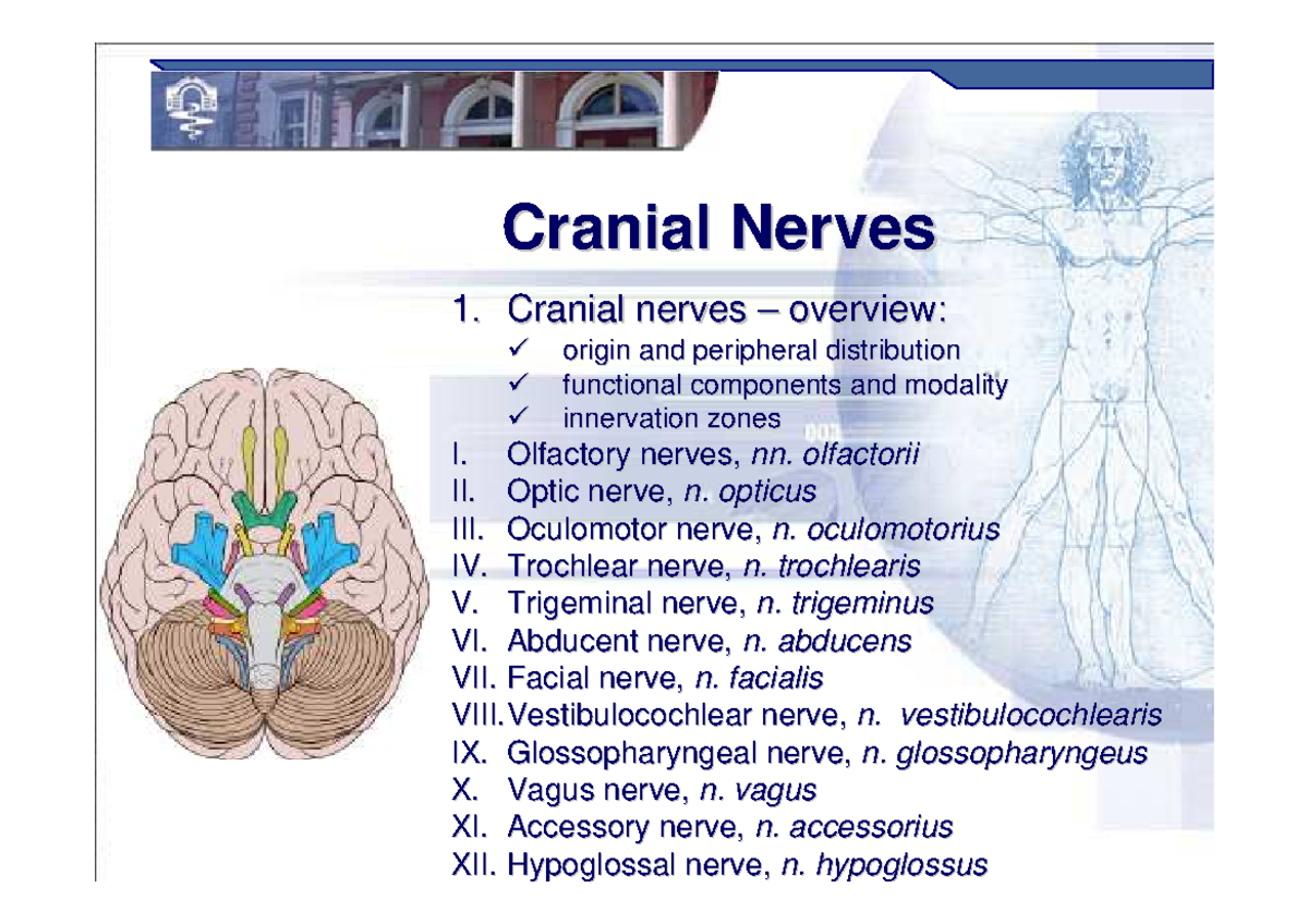 Cranial Nerves Overview: Anatomy, Functions, and Innervation Zones ...