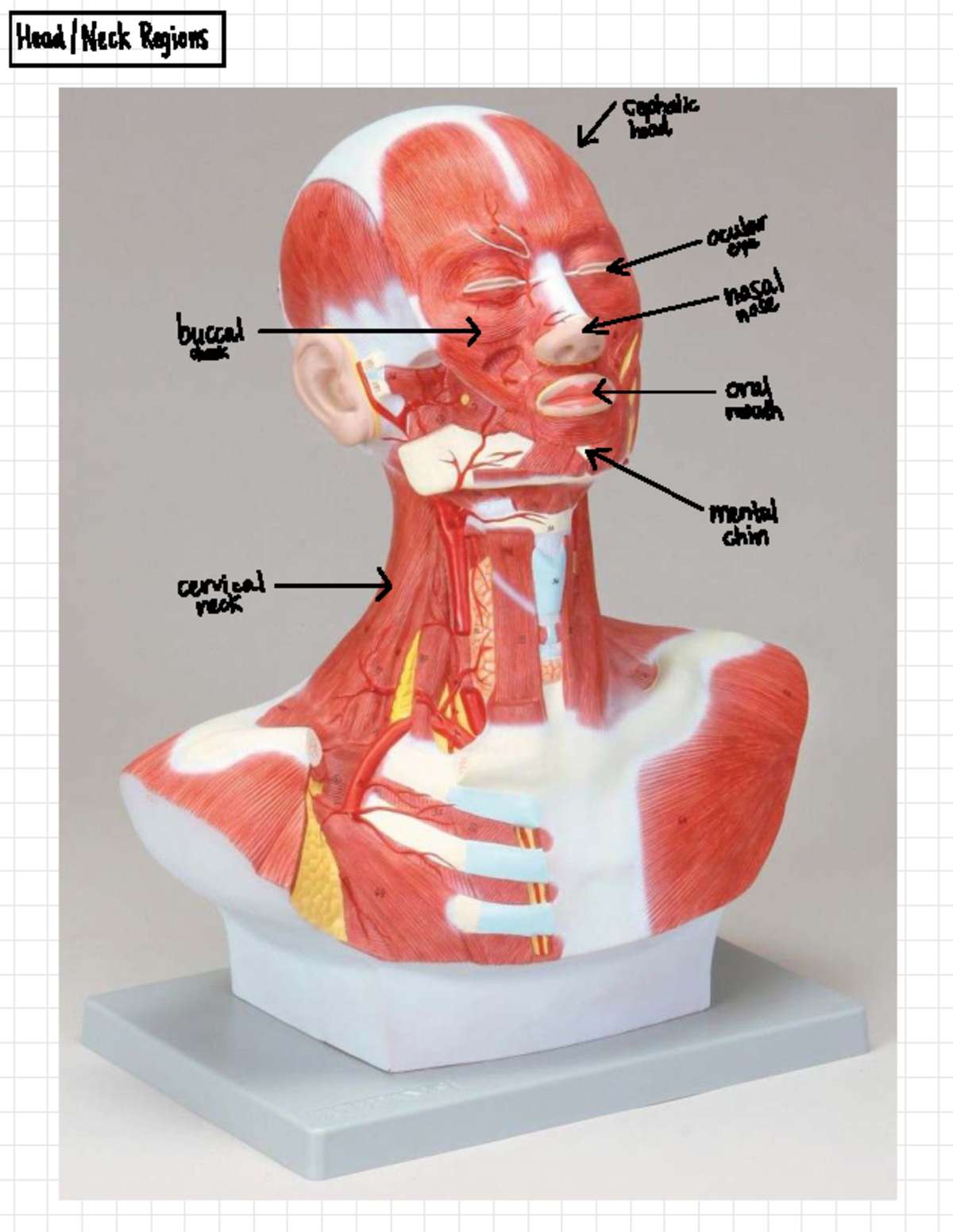 A & P I Study Guide 2 - BIOL 221 - Head/Neck Regions Cephalian L ocular ...