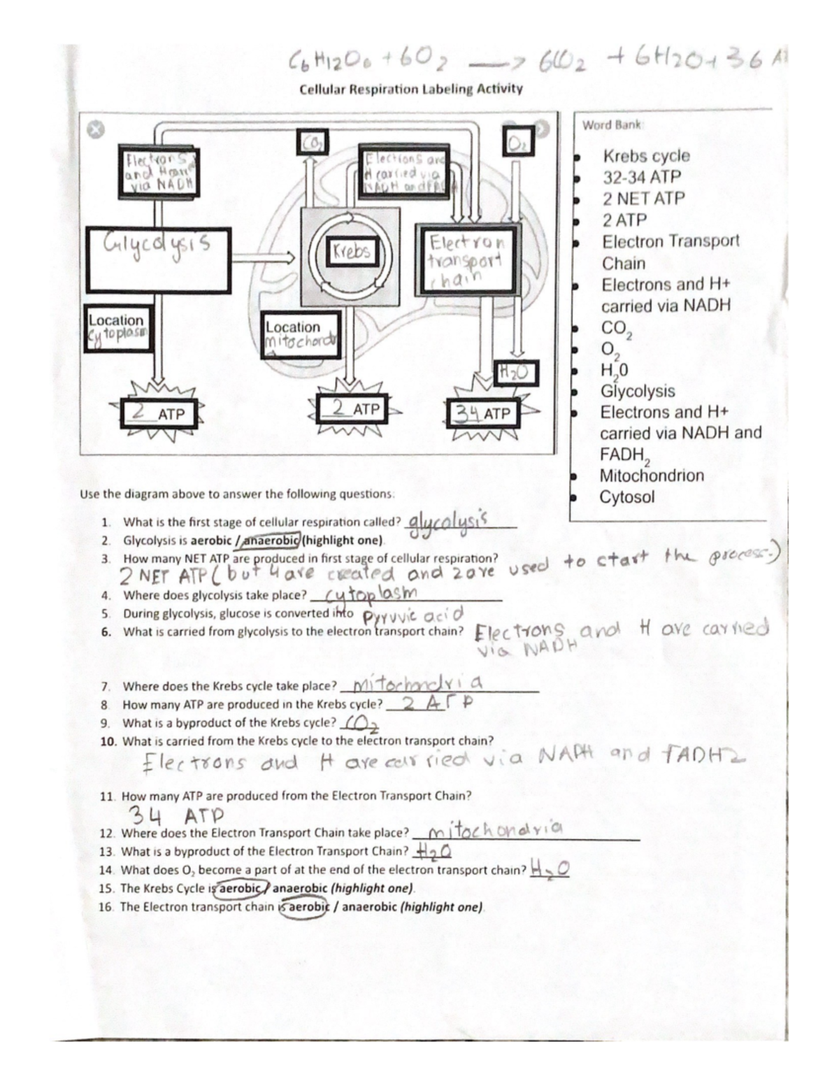 Cellular Respiration Study Guide: Key Concepts & Processes - Studocu