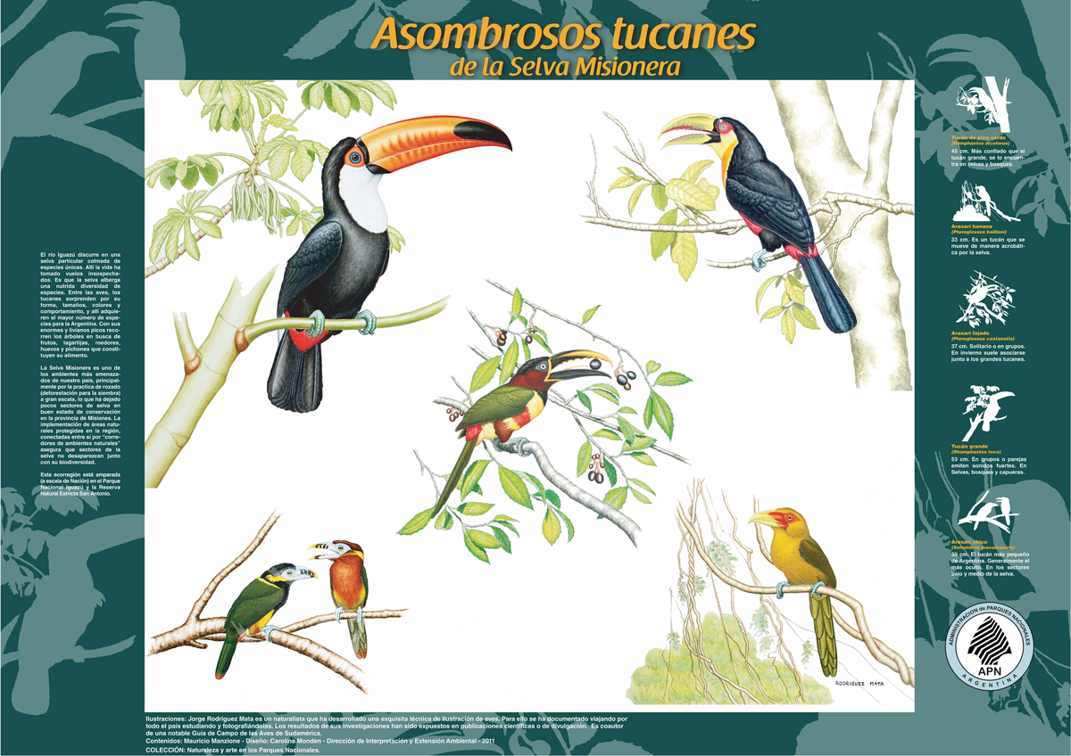 Tucanes de la selva misionera - Asombrosos tucanes de la Selva ...
