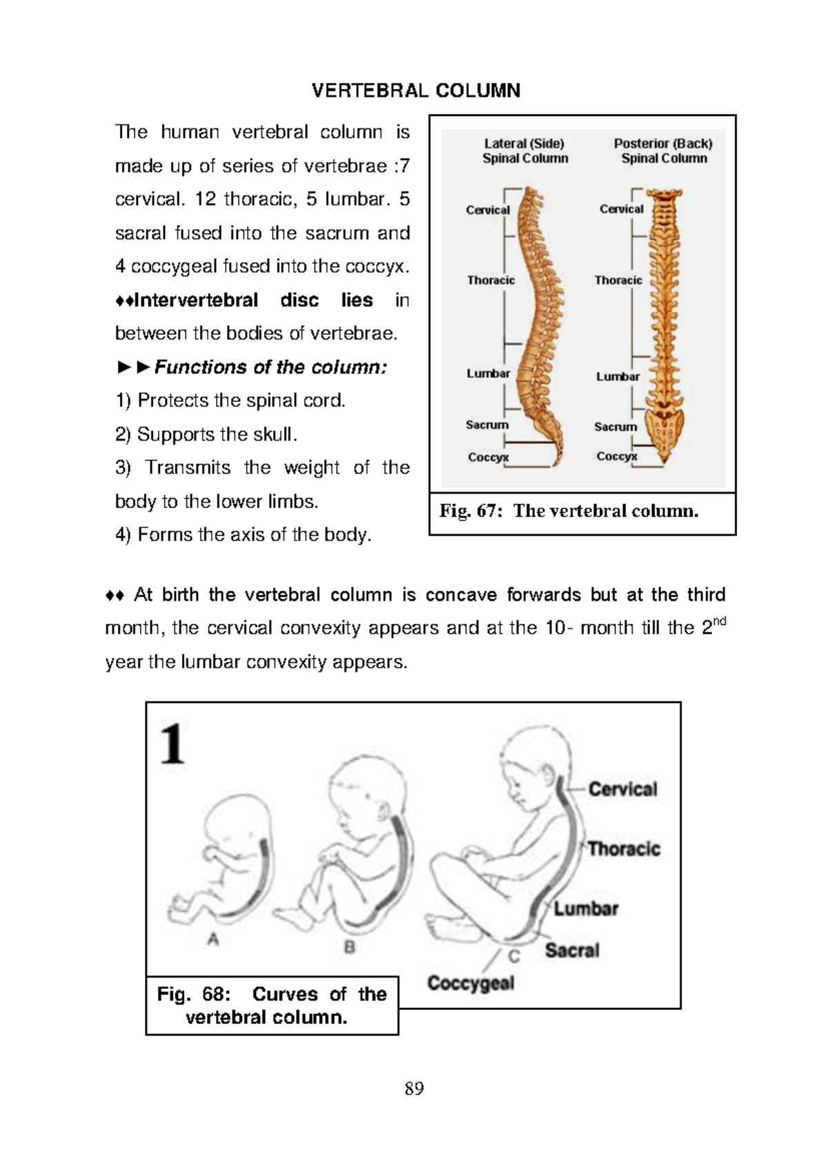 Introductory Anatomy Notes: Vertebral Column Overview (ANAT101) - Studocu