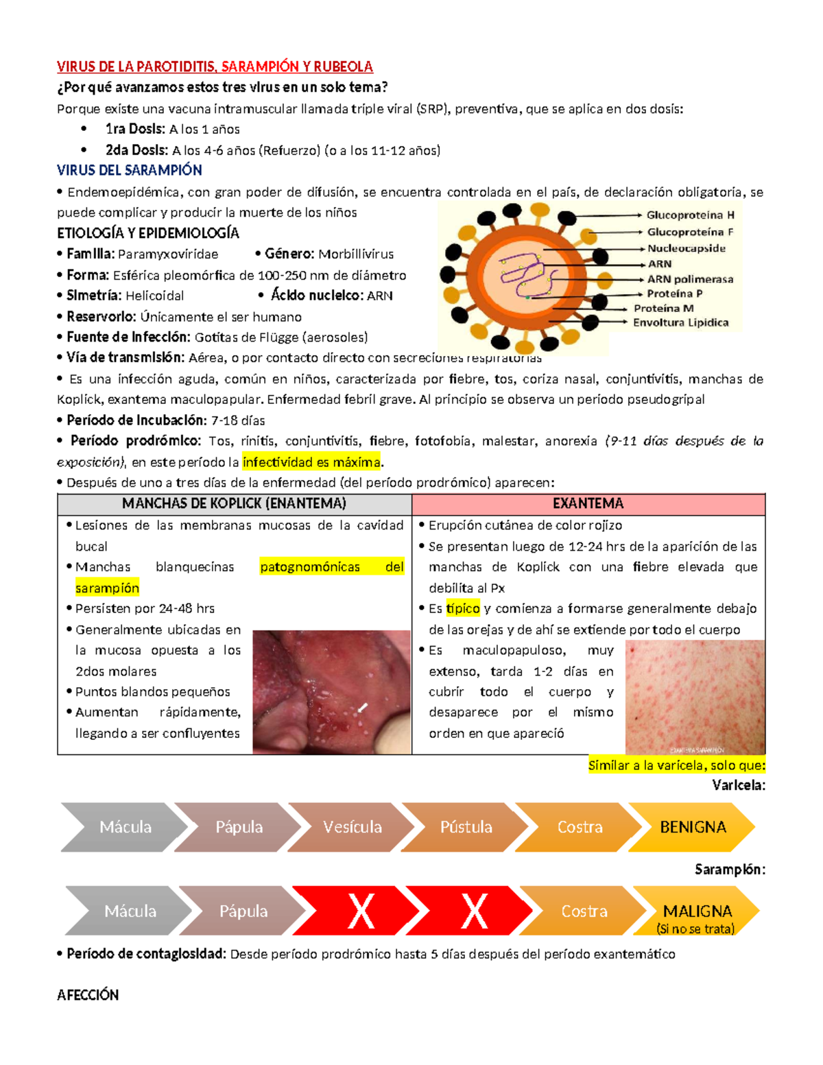 Virus del Sarampión: Virología y Epidemiología (SRP) - Studocu