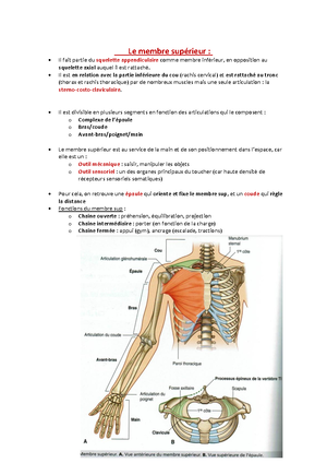 Rétropéritoine cours 1 - Anatomie de la mise en place du rétropéritoine ...