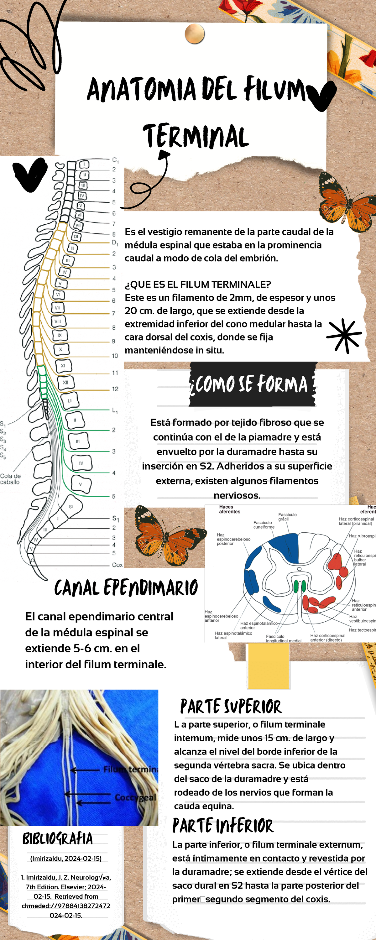 Anatomía Del Filum Terminal Anatomía Del Filum Terminal 1 02