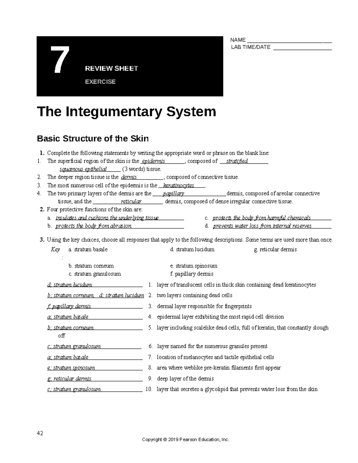 Integumentary System Review Sheet - Exercise 7 - Studocu