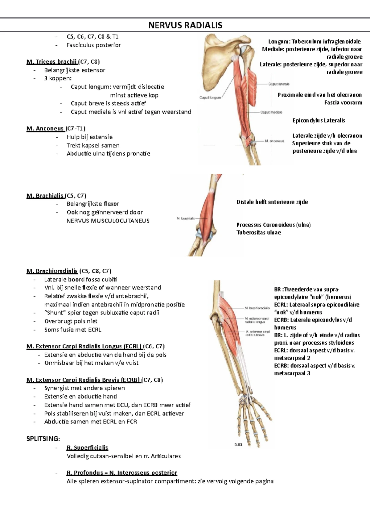 Anatomie en Artrologie: Samenvatting van Gewrichten en Beenverbindingen ...