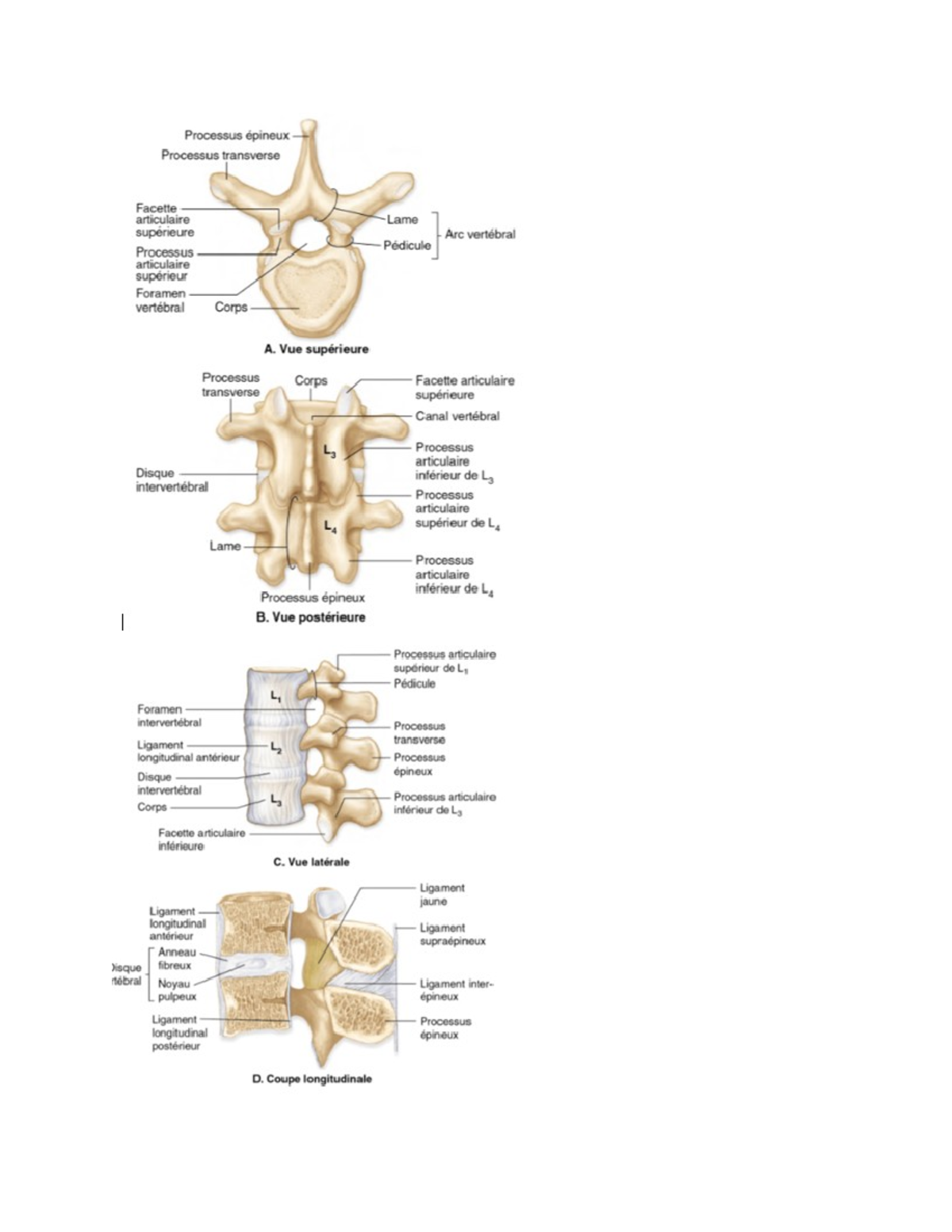 Physio Schéma - Examen 1 - Processus épineux Processus transverse ...