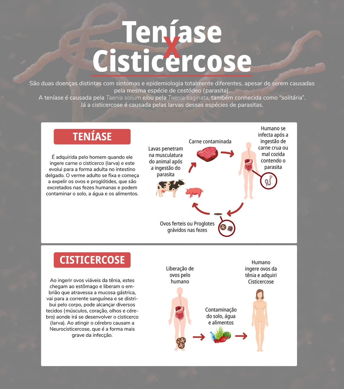 Estudo sobre Teníase e Cisticercose - 231101 104405 - Studocu