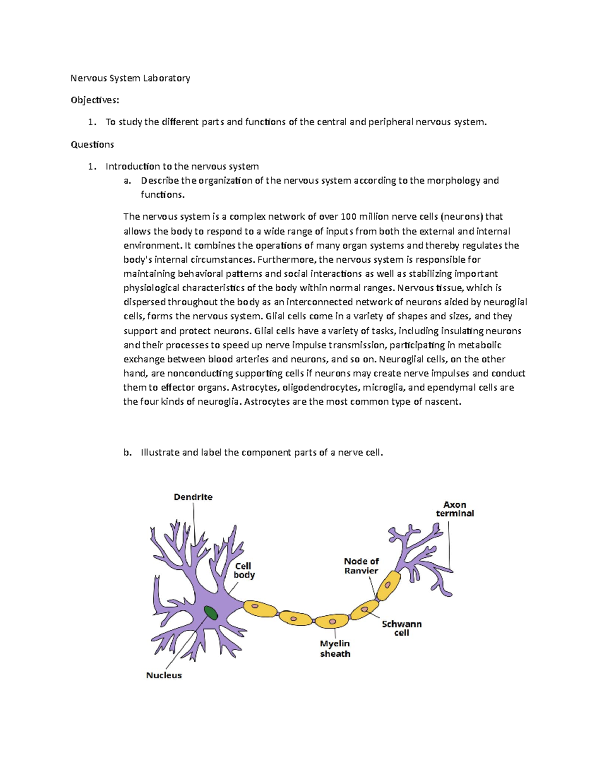 Nervous System Lab Study Notes: Structure, Function & Impulses - Studocu