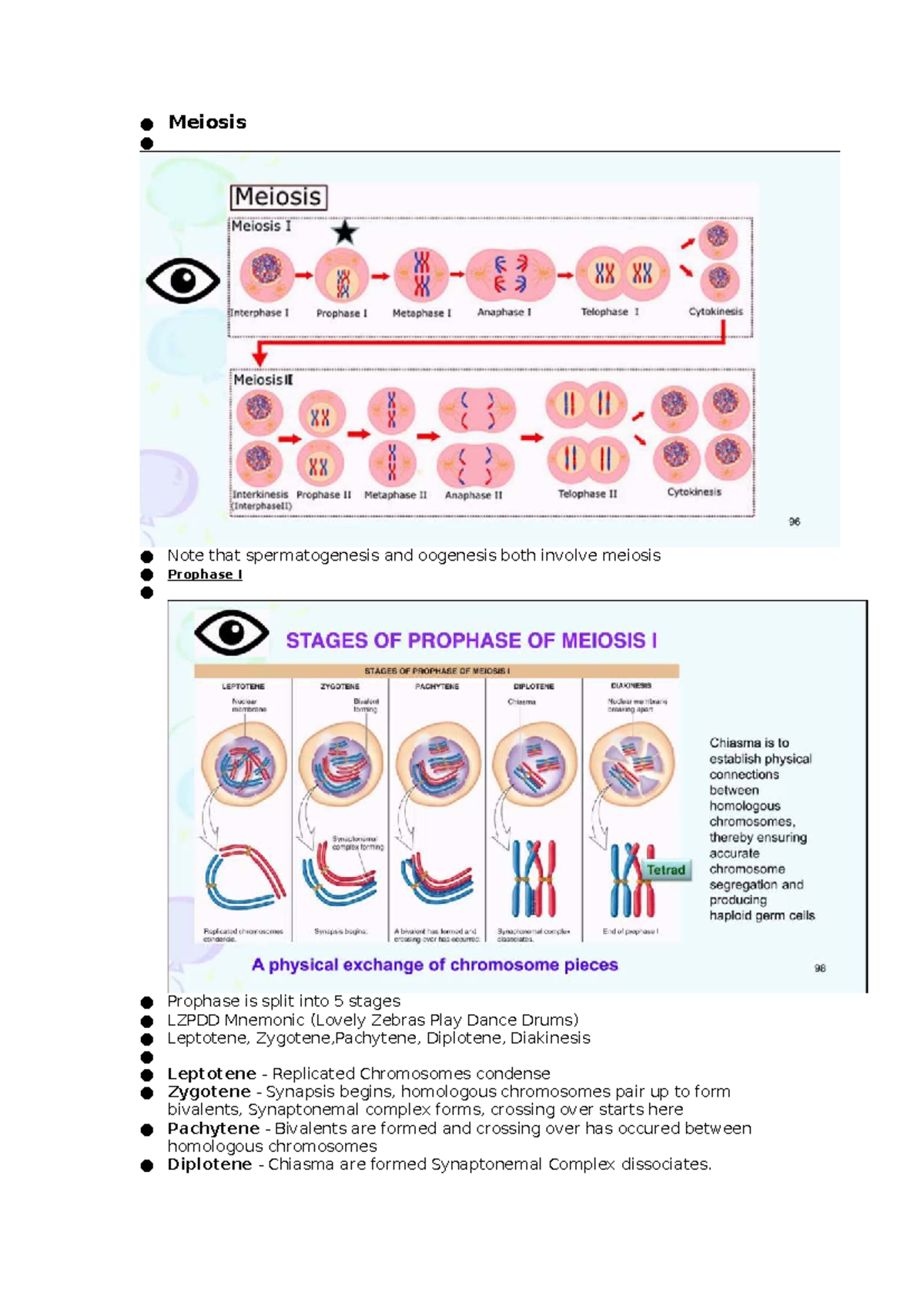Meiosis Lecture Notes (Biology 101) - Stages & Key Concepts - Studocu