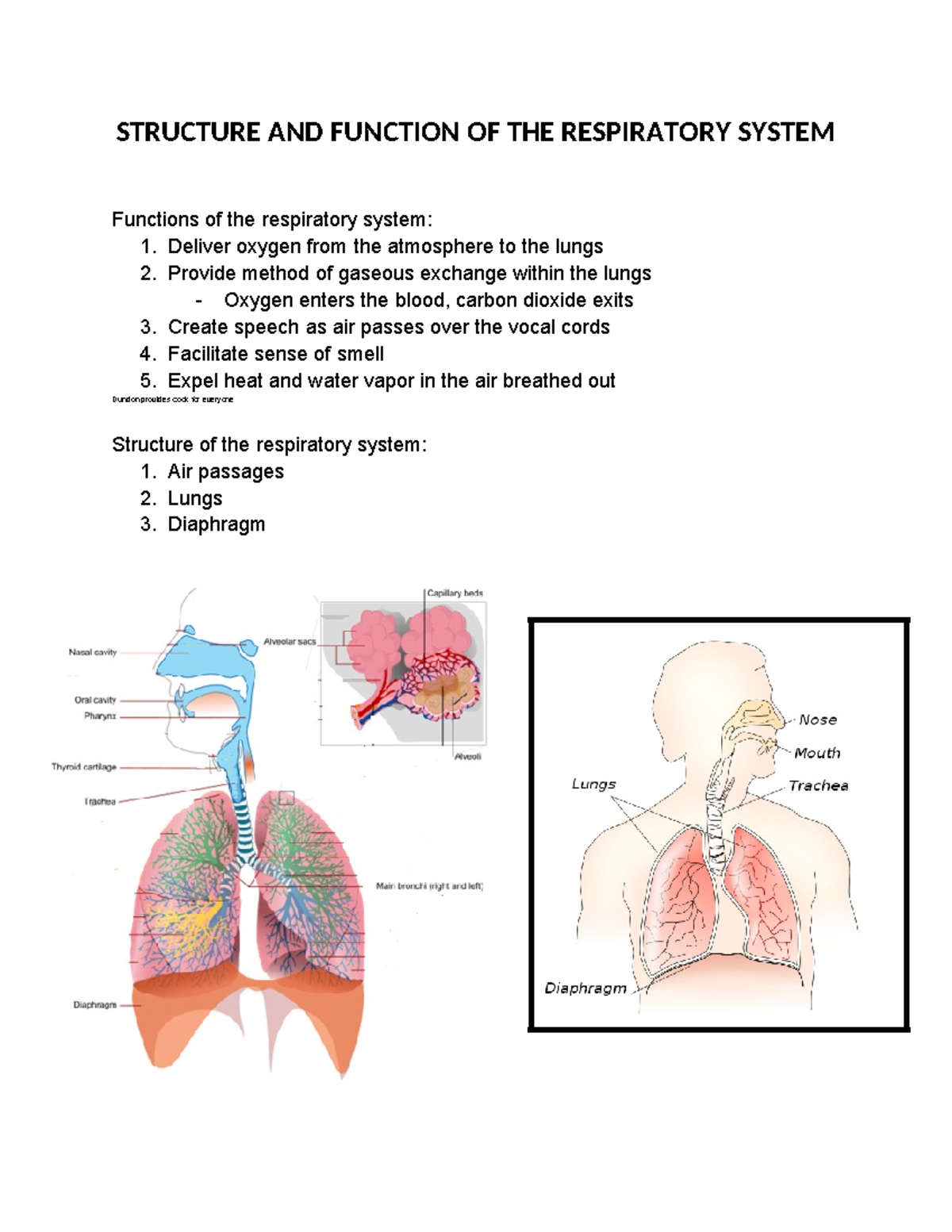 Structure & Function of the Respiratory System: Key Concepts Overview ...