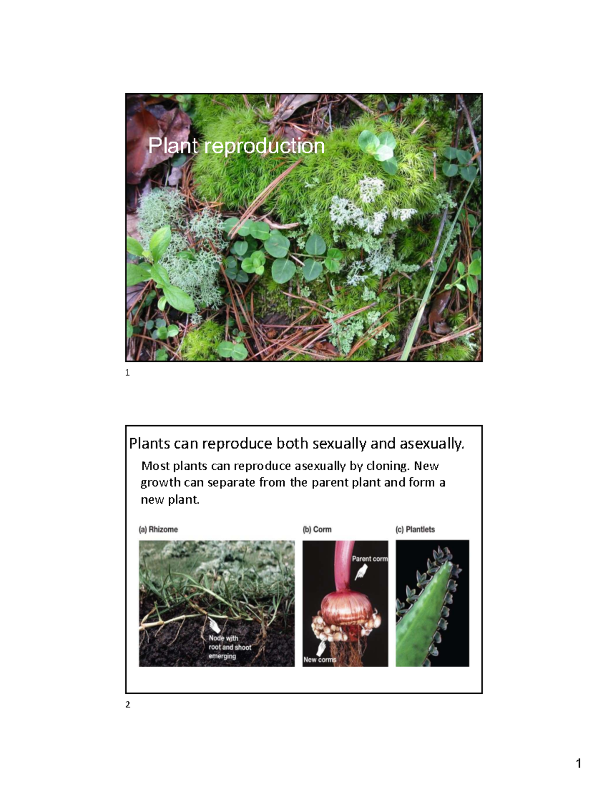 Plant Reproduction: Sexual and Asexual Processes - Studocu