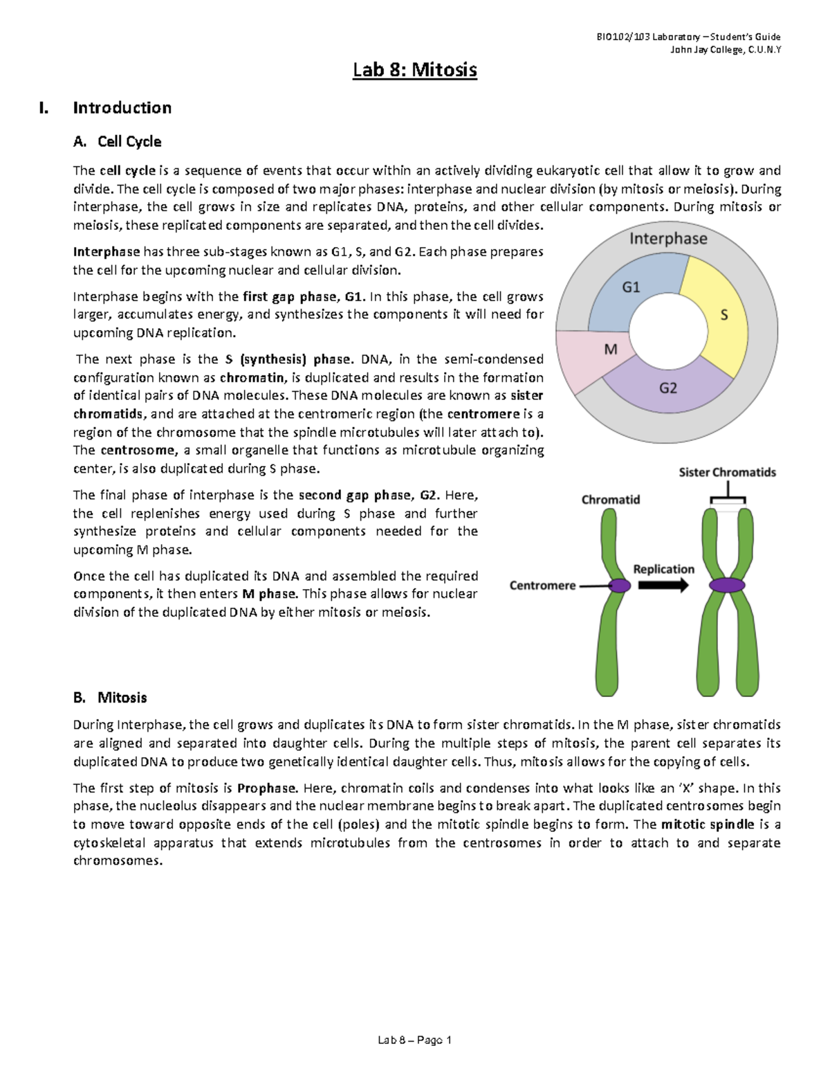 Lab 8: Mitosis Analysis and Onion Root Tip Cell Cycle Stages - BIO102 ...